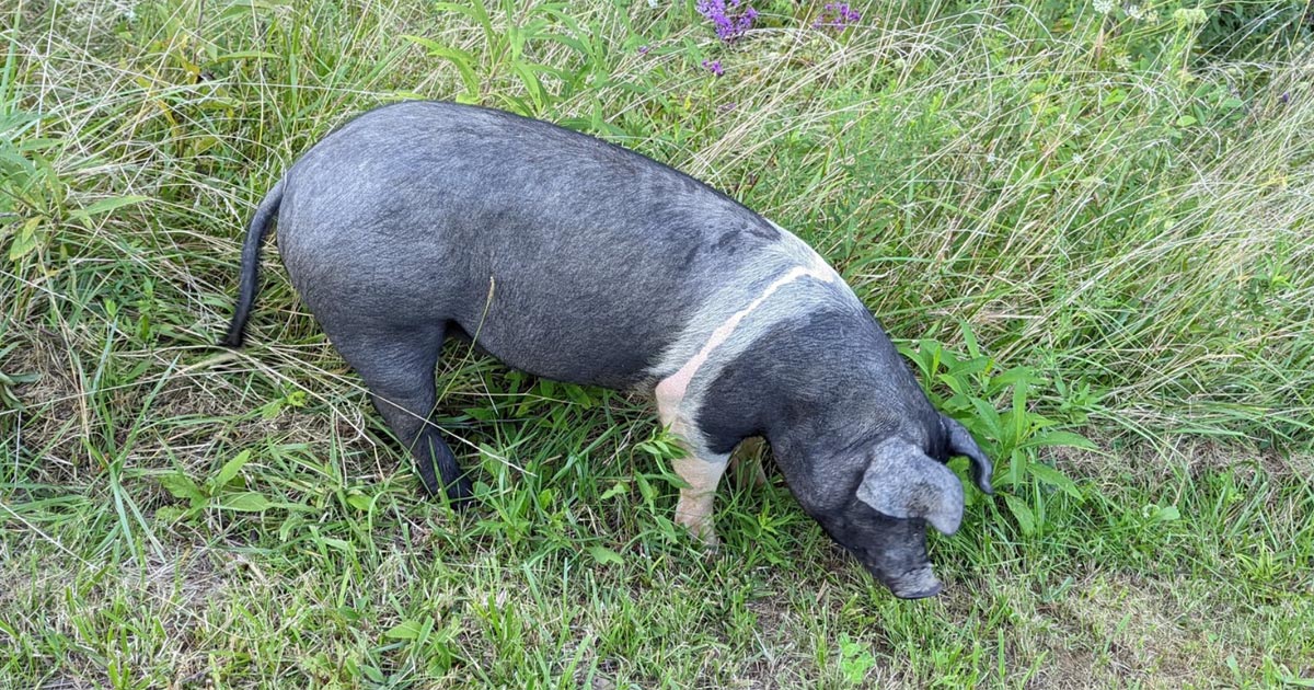 Order Pasture-Raised Pork, California & Alexandria KY - Cole Farms